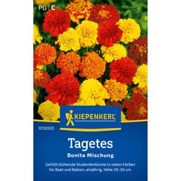Tagetes 'Bonita Mischung'