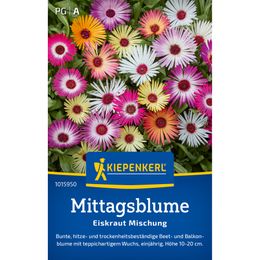 Mittagsblume 'Eiskraut Mischung'