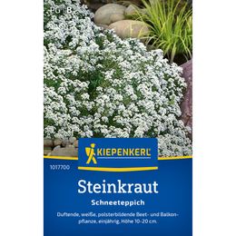 Steinkraut 'Schneeteppich'