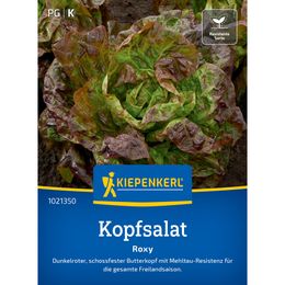 Kopfsalat 'Roxy'