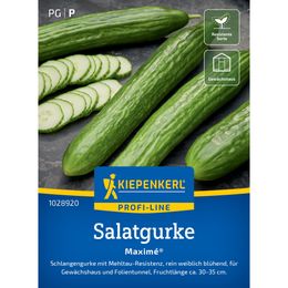 Salatgurke 'Maxim&eacute; ' F1-Hybride