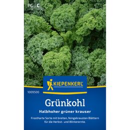 Gr&uuml;nkohl 'Halbhoher gr&uuml;ner krauser'