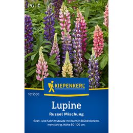 Lupine 'Russel Mischung'
