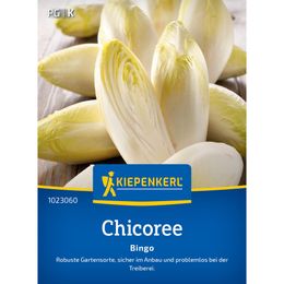 Chicoree 'Bingo' F1-Hybride