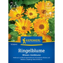 Ringelblume 'Wiesen-Goldblume'