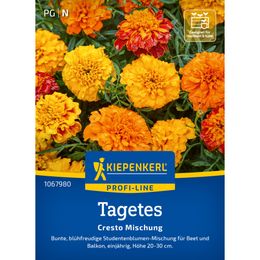 Tagetes 'Cresto Mischung'