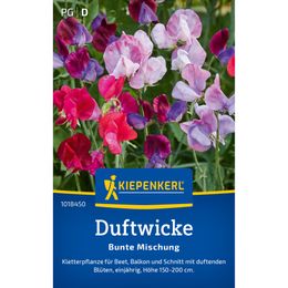 Duftwicke 'Bunte Mischung'