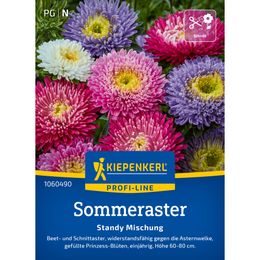 Sommeraster 'Standy Mischung'