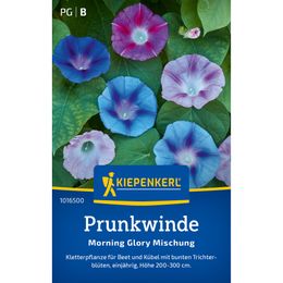 Prunkwinde 'Morning Glory Mischung'