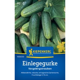 Einlegegurke 'Vorgebirgstrauben'