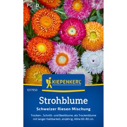 Strohblume 'Schweizer Riesen Mischung'