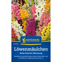 L&ouml;wenm&auml;ulchen 'Hohe Schnitt-Mischung'
