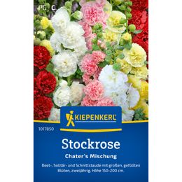 Stockrose 'Chater&rsquo;s Mischung'