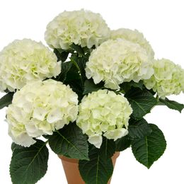 Ballhortensie Saxon 'Bright White' Liefergr&ouml;&szlig;e: 30 - 40 cm