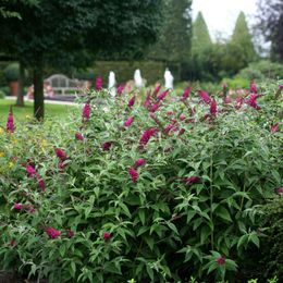 Schmetterlingsflieder 'Miss Ruby' - Proven Winner Liefergr&ouml;&szlig;e: 40 - 60 cm