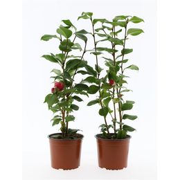 GARDENZO 2-er Set Kamelienstrauch XL P19 "Japanische Rose" 65-80 cm in Rosa | Gr.: onesize