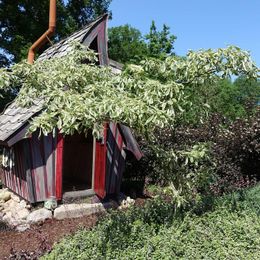 Hoher Wei&szlig;bunter Pagoden- Hartriegel 'Variegata' C5 80 - 100 cm Liefergr&ouml;&szlig;e: 80 - 100 cm
