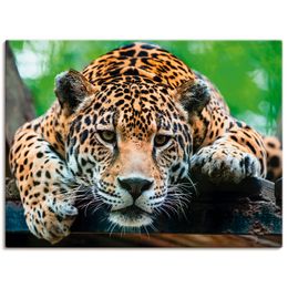 Leinwandbild Artland, B:80cm H:60cm, braun, Wohnzimmer, Bilder, "S&uuml;damerikanischer Jaguar", auf Holzrahmen gespannt
