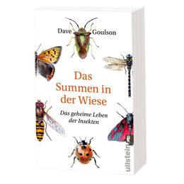 Das Summen in der Wiese
