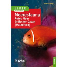 Meeresfauna. Fische