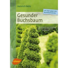 Gesunder Buchsbaum