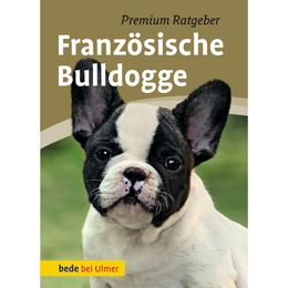 Franz&ouml;sische Bulldogge