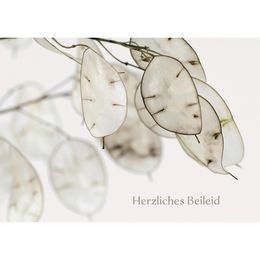 Trauerkarte - Herzliches Beileid (6 St&uuml;ck)