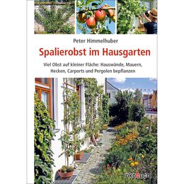 Spalierobst im Hausgarten