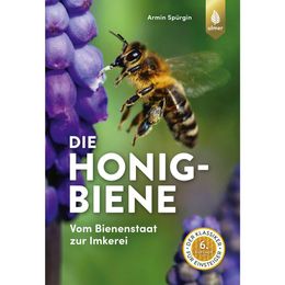 Die Honigbiene
