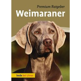 Weimaraner