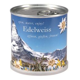 Dosenblume &raquo;Edelweiss&laquo;