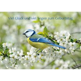 Gl&uuml;ckwunschkarte - Viel Gl&uuml;ck und viel Segen zum Geburtstag (6 St&uuml;ck)