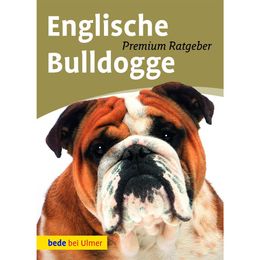 Englische Bulldogge