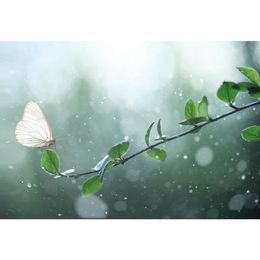 Trauerkarte mit Einlegeblatt - Schmetterling aufm Zweig (6 St&uuml;ck)