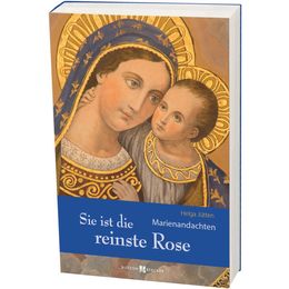 Sie ist die reinste Rose (1 St&uuml;ck)