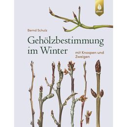 Geh&ouml;lzbestimmung im Winter
