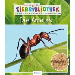 Esslinger Meine gro&szlig;e Tierbibliothek: Die Ameise