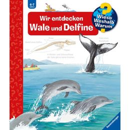 RAVENSBURGER VERLAG Wieso? Weshalb? Warum?, Band 41: Wir entdecken Wale und Delfine