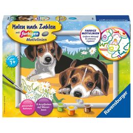 RAVENSBURGER VERLAG Jack Russel Welpen. Malen nach Zahlen Serie D