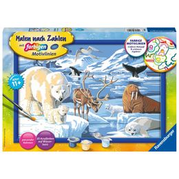 RAVENSBURGER VERLAG Tiere der Arktis Malen nach Zahlen Serie C
