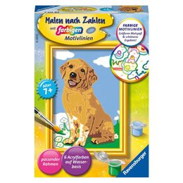 RAVENSBURGER VERLAG Ravensburger Malen nach Zahlen 28511 - Kleiner Golden Retriever- Kinder ab 7 Jah...