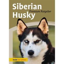 Siberian Husky
