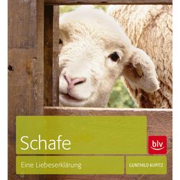 BLV Schafe