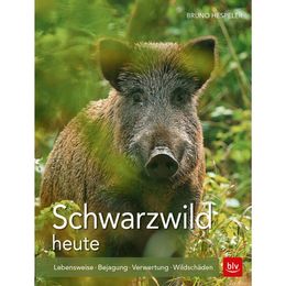 BLV Schwarzwild heute
