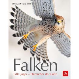 BLV Falken