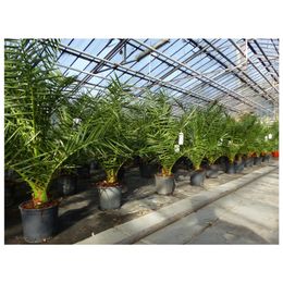 Palme 90-120 cm, Phoenix canariensis, kanarische Dattelpalme, kr&auml;ftige Palmen, keine Jungpflanzen