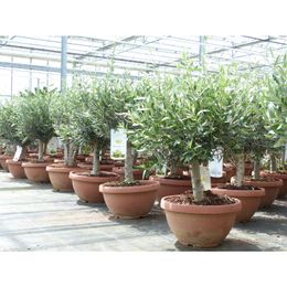 Olivenbaum Bonsai 70 - 90 cm Formgeh&ouml;lz, Olive winterhart, Olea europaea