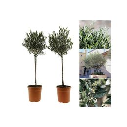 GARDENZO 2er-Set: Olivenb&auml;ume XL 90-110cm | Gr.: onesize