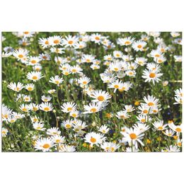 Alu-Dibond-Druck Artland, B:90cm H:60cm, wei&szlig;, Bilder, "G&auml;nsebl&uuml;mchen", f&uuml;r Innen- und Au&szlig;enbereich geeignet, Outdoorbild
