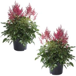toom Prachtspiere 'Astary Red ' rot 13 cm Topf, 2er-Set